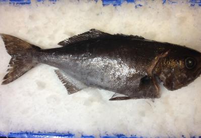 FISH BLUE EYE TREVALLA BARRELS H&G 2-4KG FROZEN R/W APPROX 17KG CTN ...