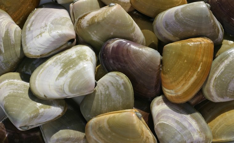 CLAMS PIPI WHOLE CLEANED CV (MERETRIXLYRATA) 40/60 1KG(10) STARPAK ...